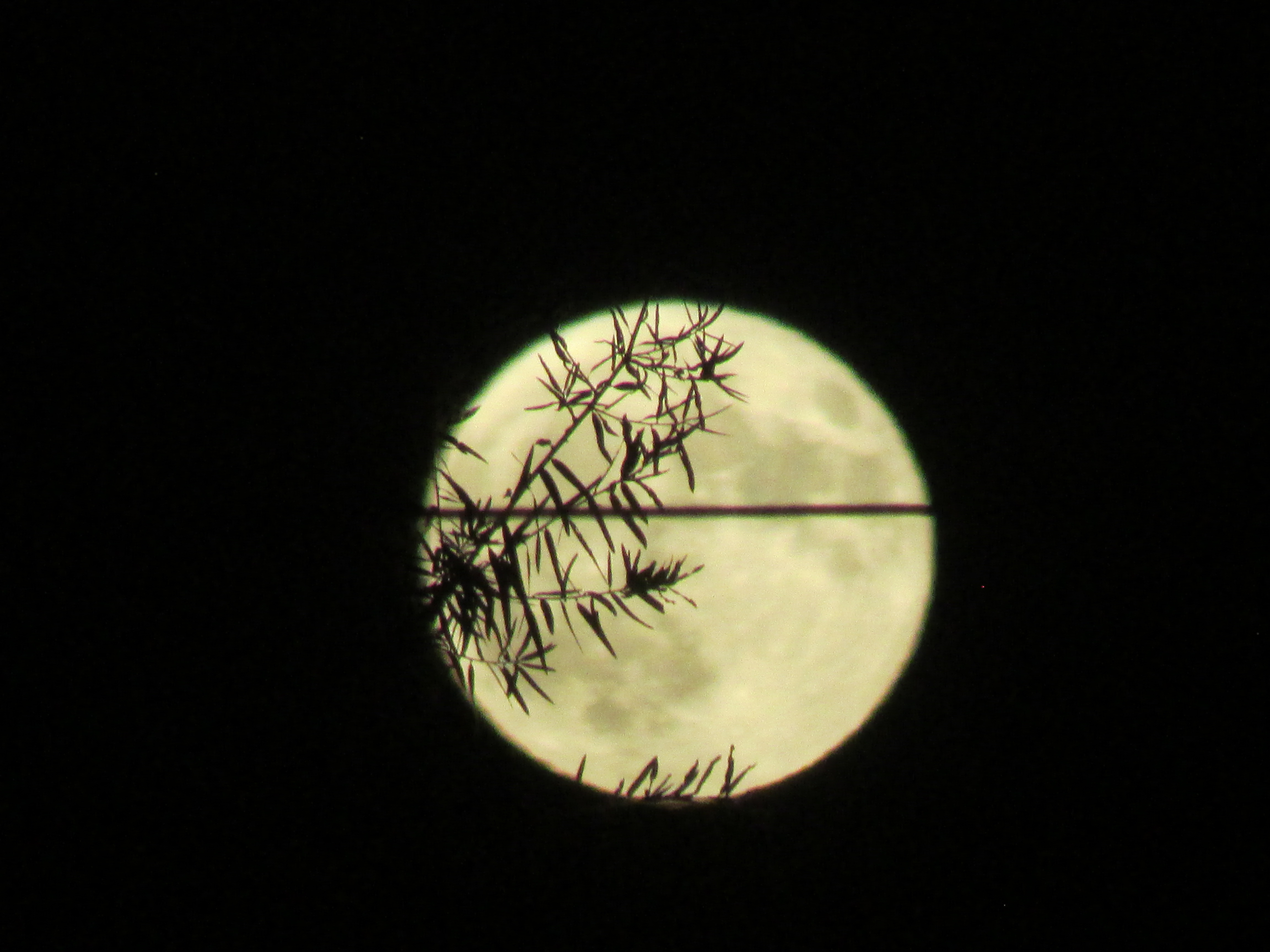 Blue Moon | Inkspeare
