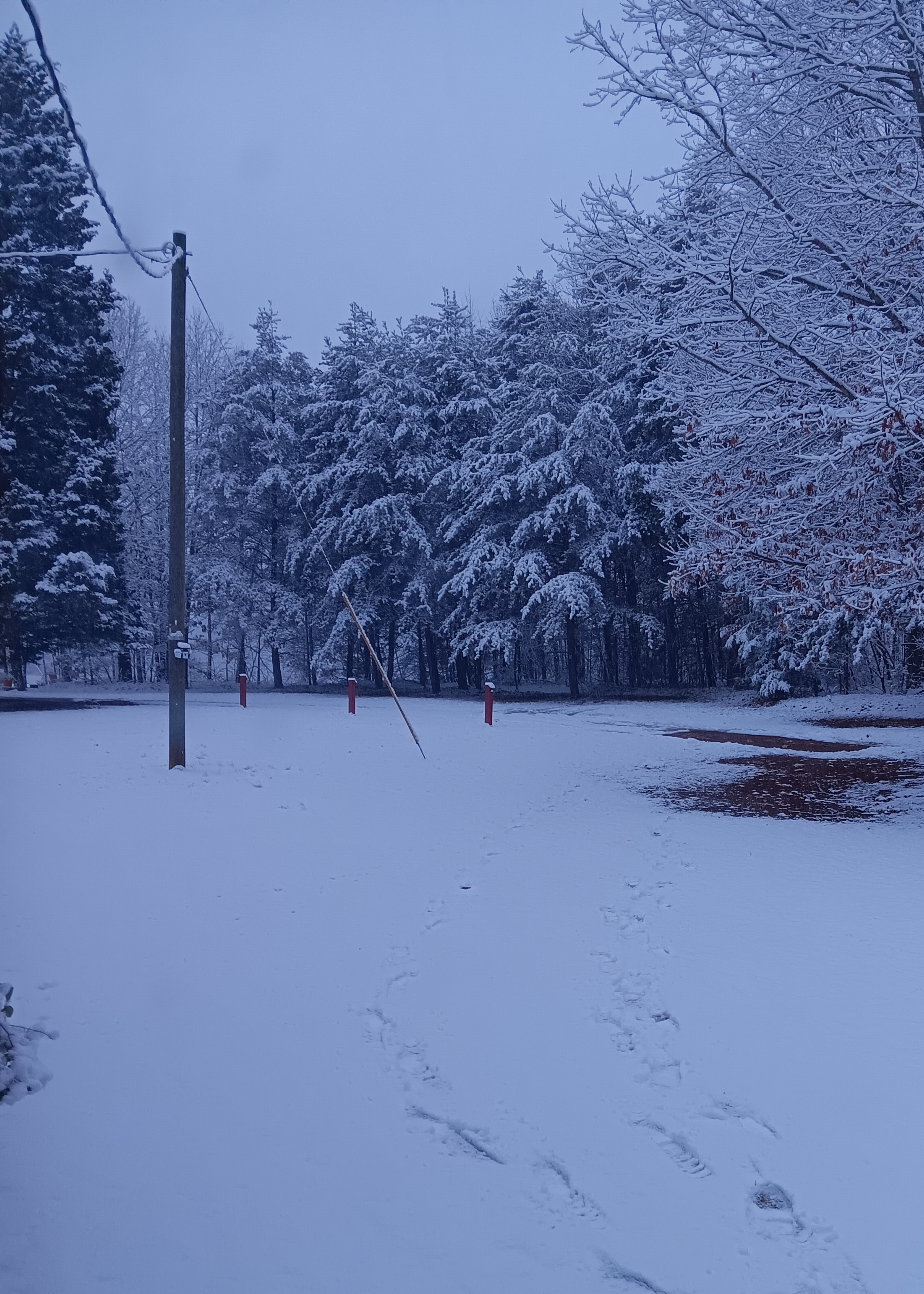 Too Many Fallen Trees, an Update | Inkspeare